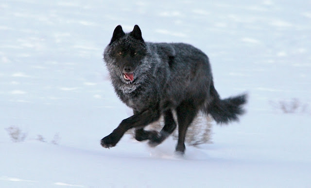 White Wolf : Canadian Photographer Captures Treasures of the Boreal ...