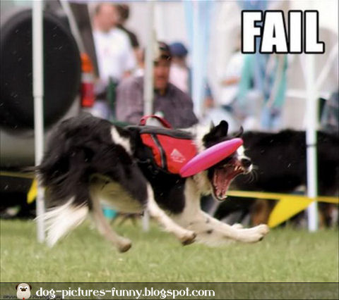 Dogs pictures: Funny dog disk catch fail