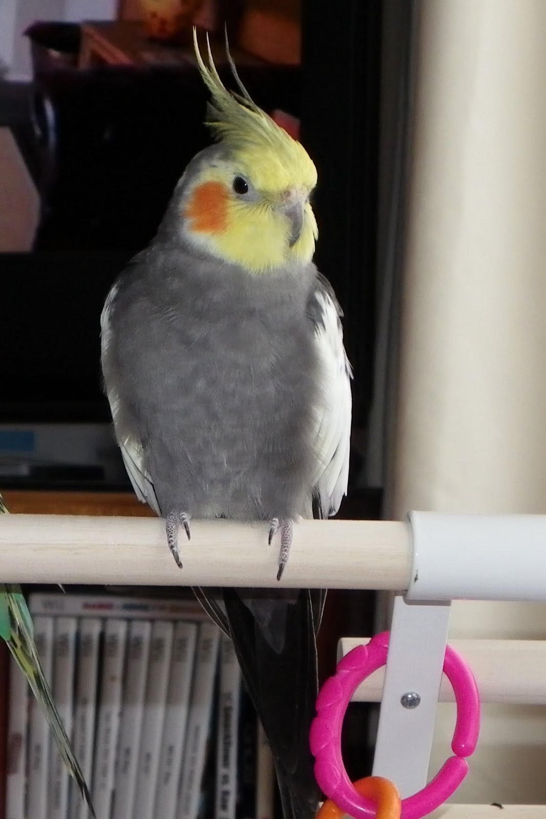 Vicky's Mini'Zoo: The Indoor Birds!