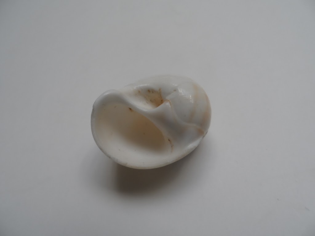 conchas y caracoles: POLINICES BIFASCIATUS