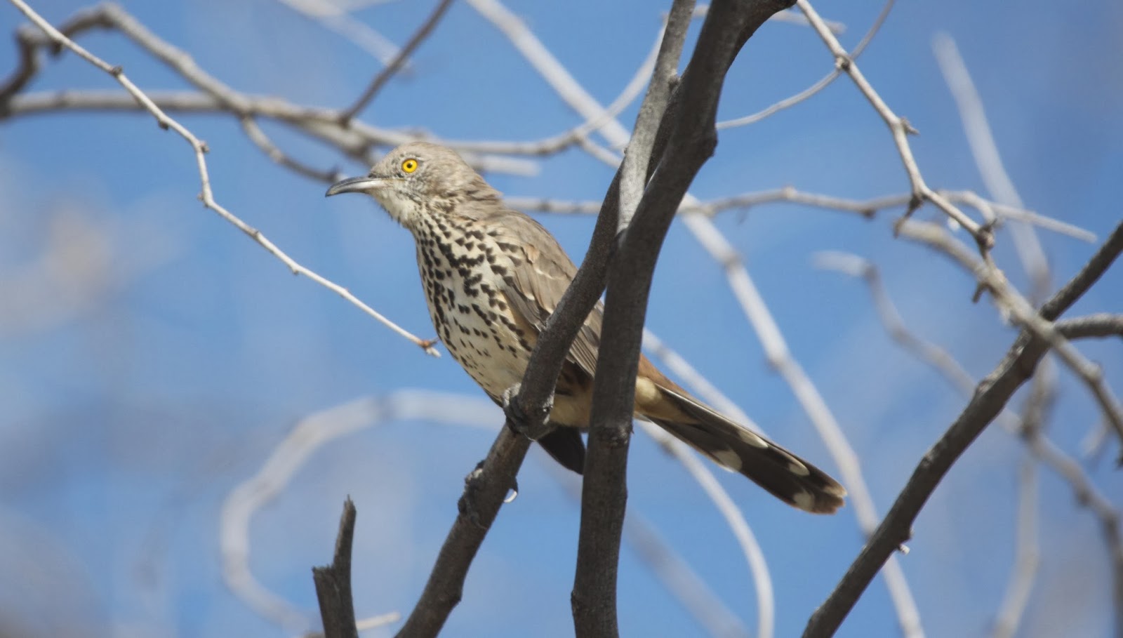 COLNE VALLEY BIRDER: October 2013