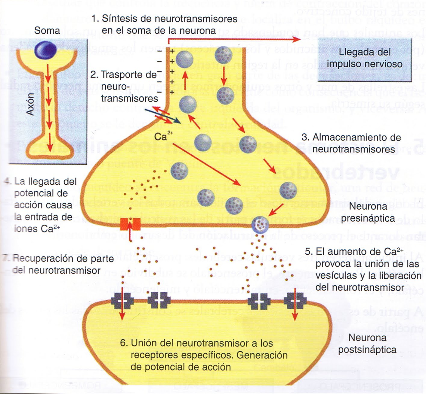 Ciencias Misteriosas: Neurología: Neurofisiología