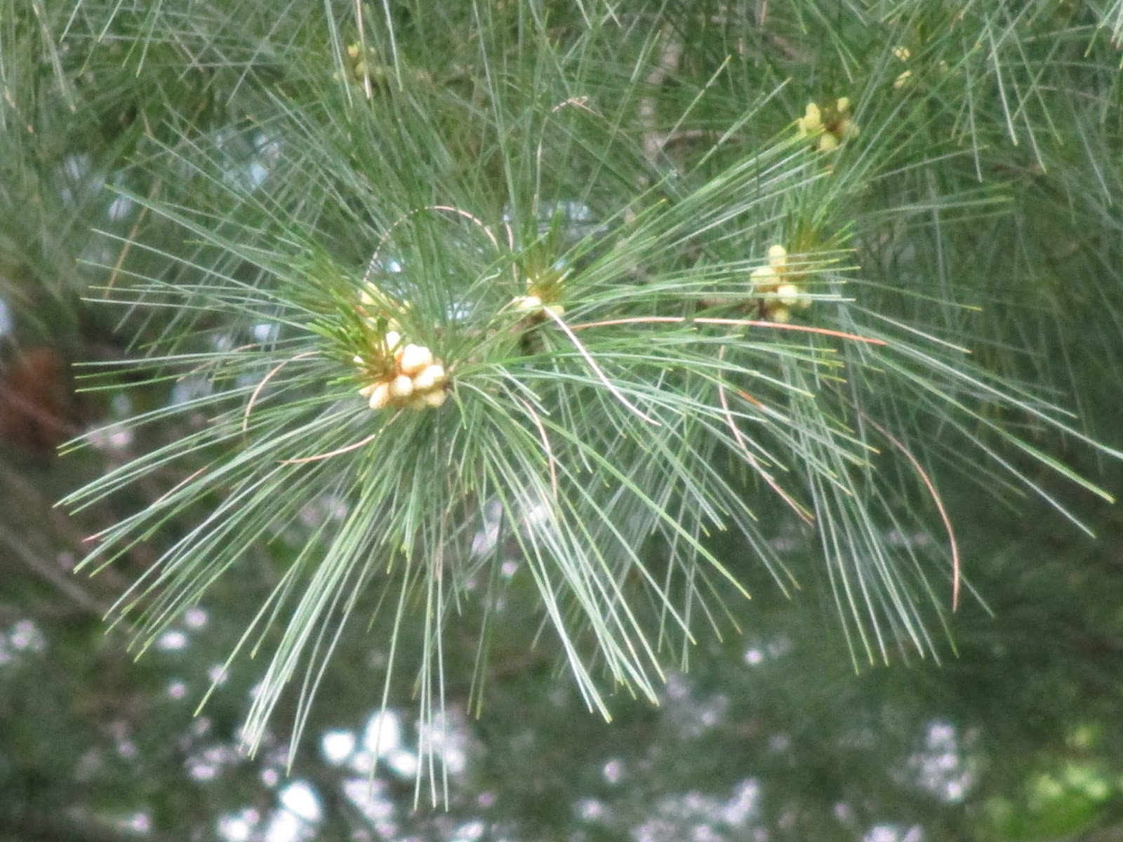 Art's Bayfield Almanac: WHITE PINE POLLEN
