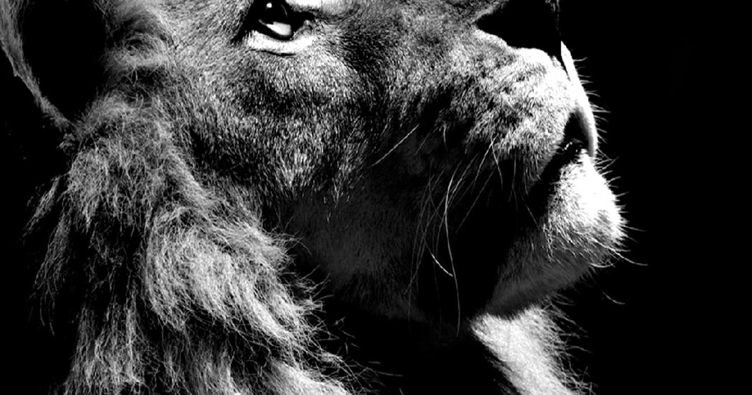 🌐 ȘTIRI-CĂLĂTOR PRIN LUMEA PLANETEI ALBASTRE: PORTRETE LEU SI LEOAICA