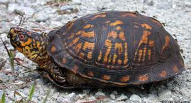 Biology of the Reptilia: Lab #2: Testudines (Nick Spies and Alex Murray)