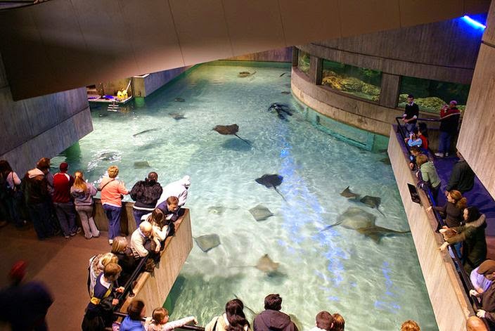 10 Aquarium Terbesar Di Dunia - Berbagai Tips