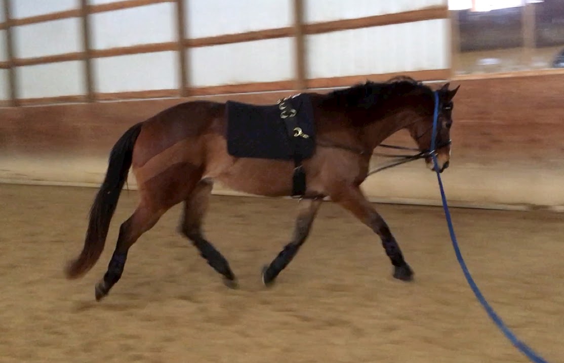 SprinklerBandits: My New BFFS: Vienna Reins