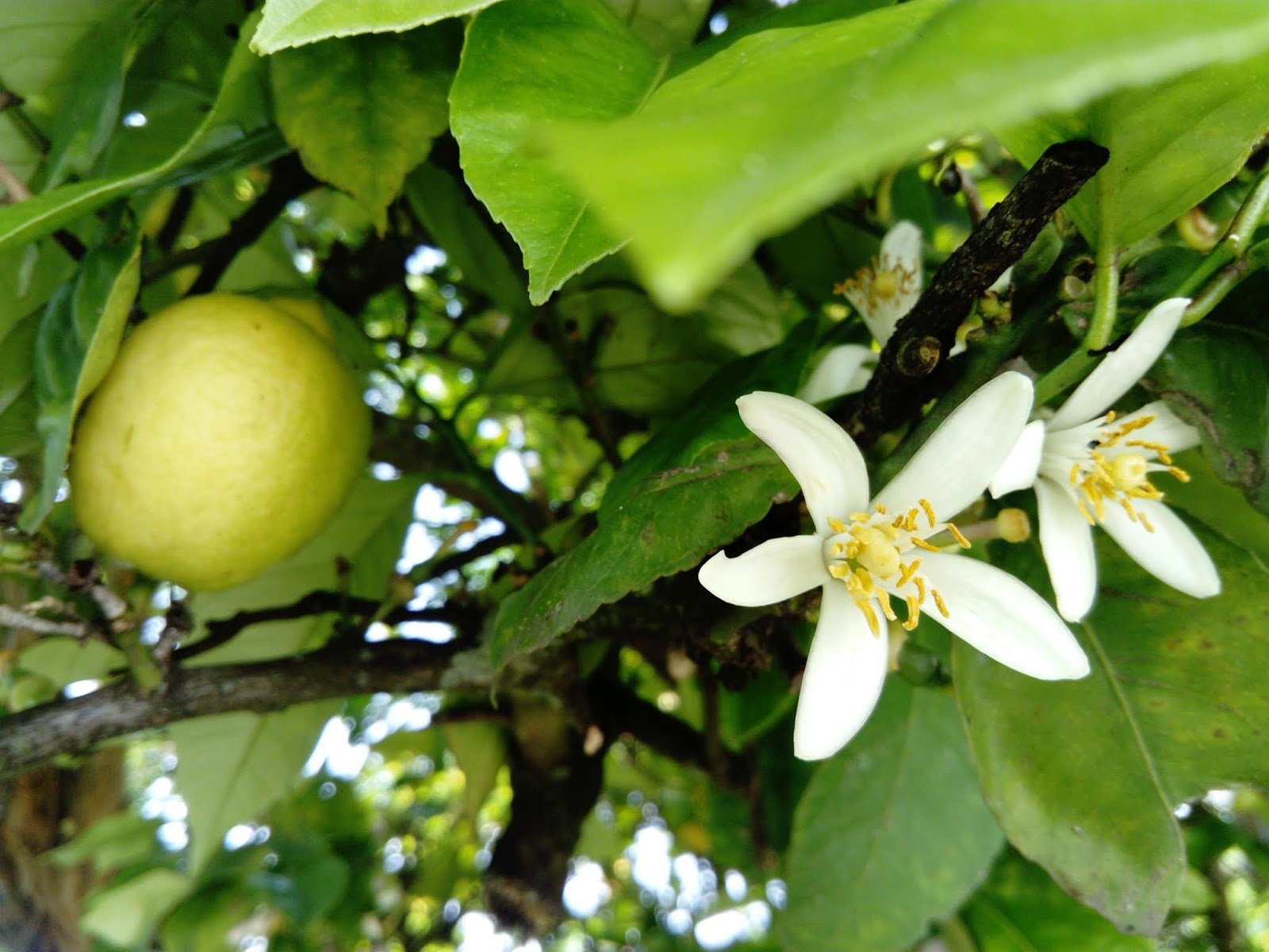 Sinais...de esperança : O limoeiro