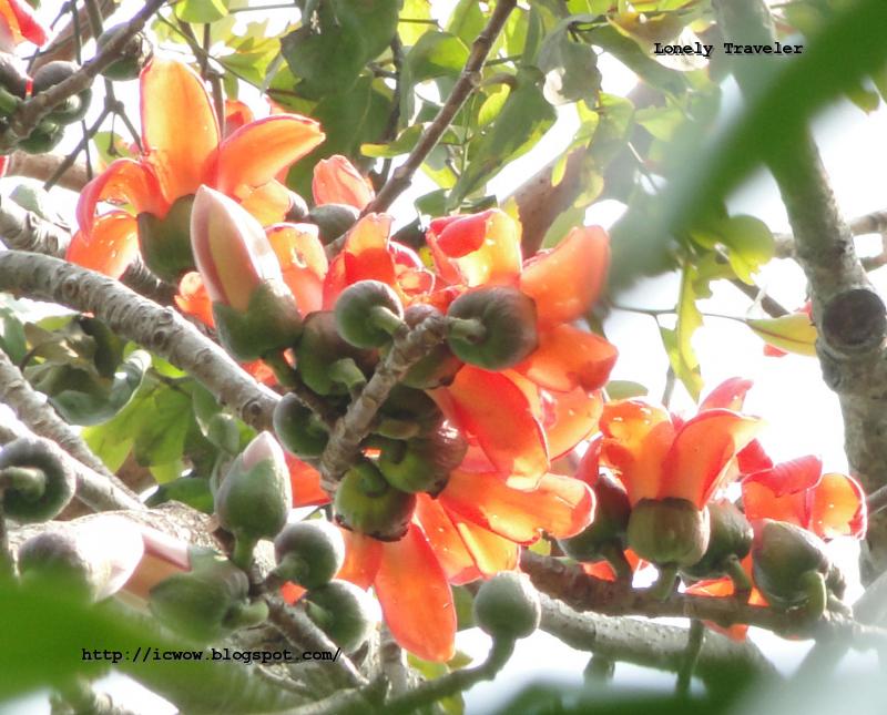 Shimul Ful(শিমুল ফুল) - Bombax ceiba