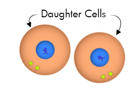 Daughter Cell Diagram