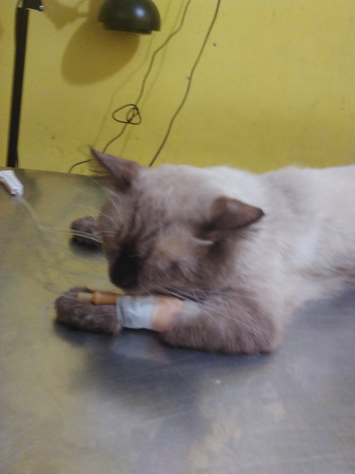 Kitty Lovers: Sakit Kuning pada Kucing (JAUNDICE)