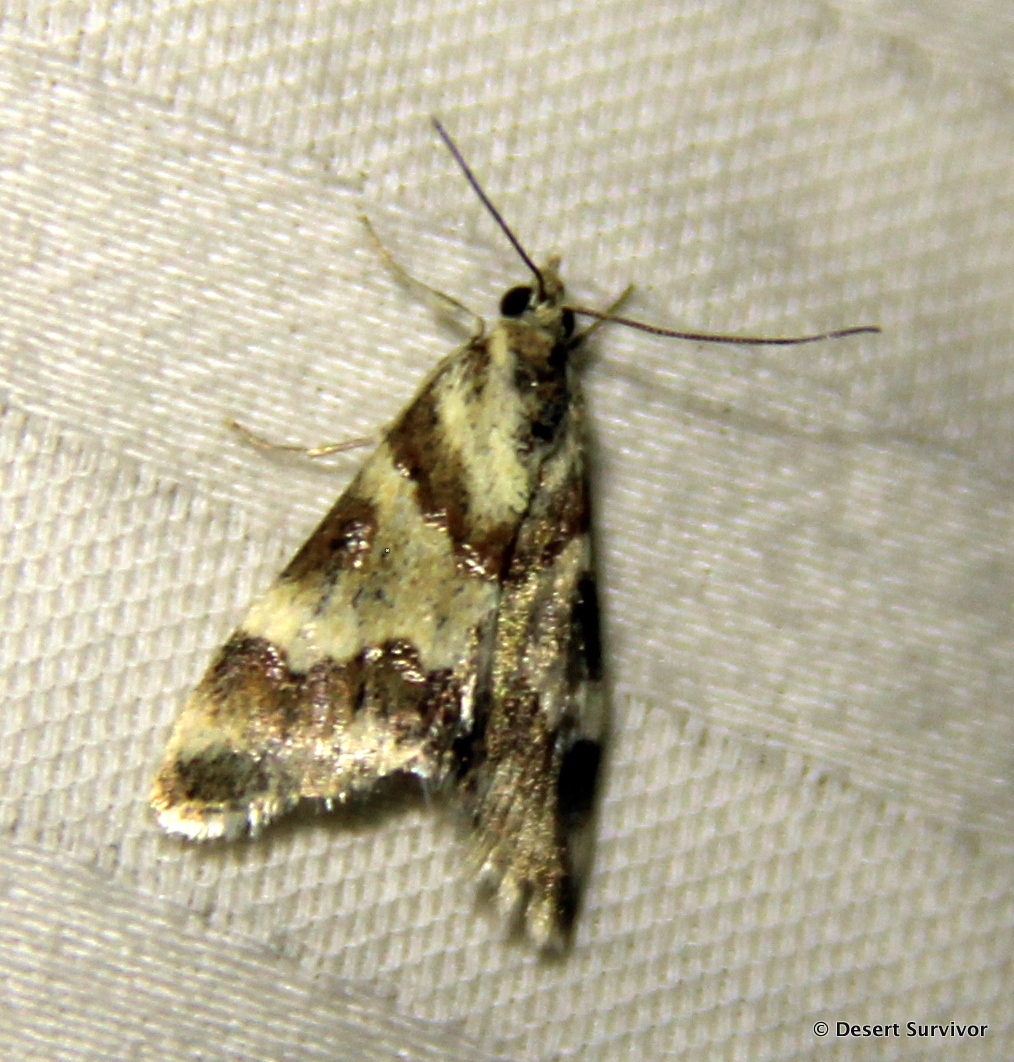 Desert Survivor: National Moth Week