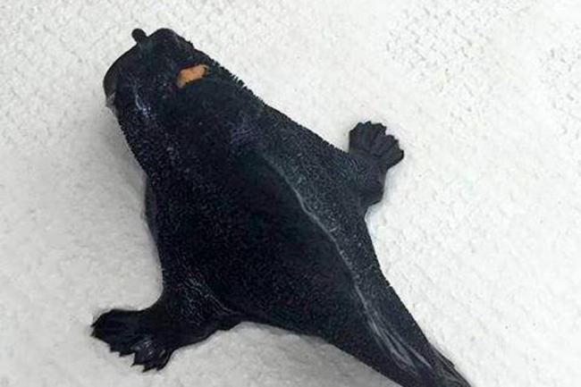 Mundo Curioso : Nueva especie de pez con patas