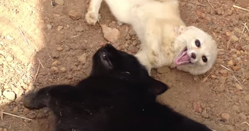 White Wolf : Fennec Fox Reunited with His Best Friend William the Cat ...