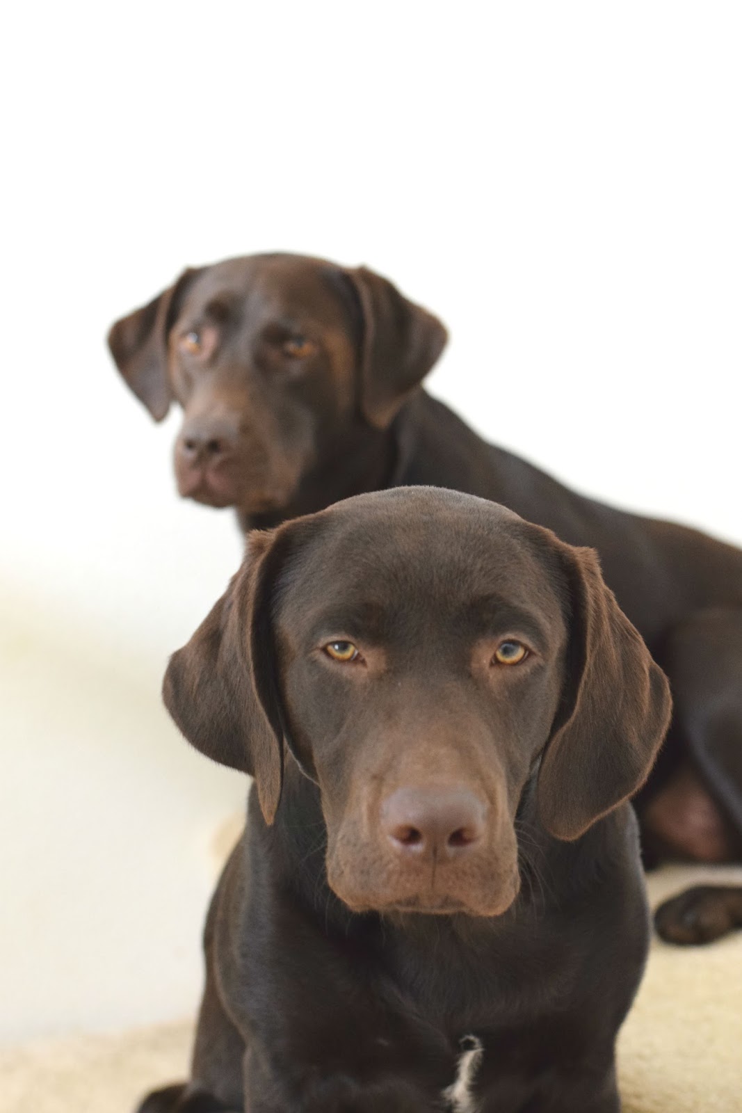 Your Dog Questions: Answered