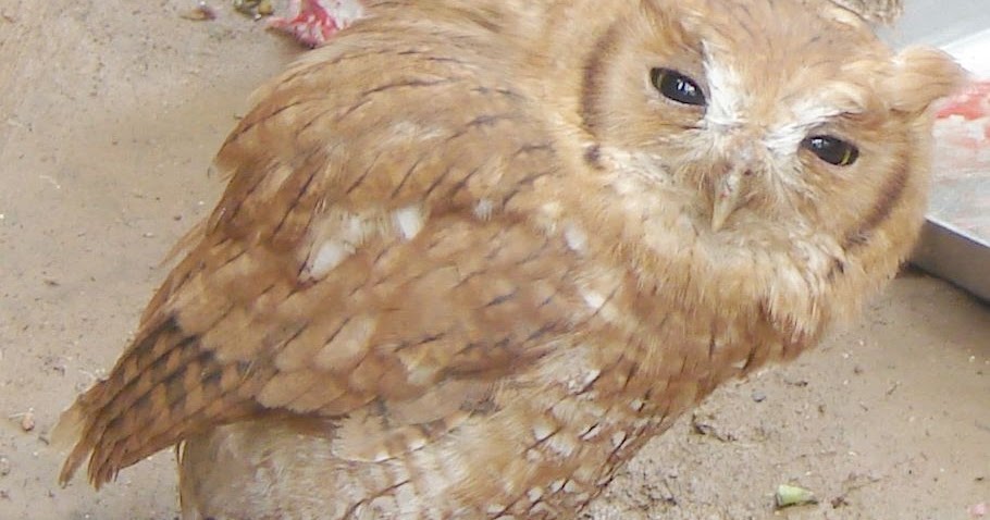 Assistência de Aves Urbanas Cidade dos Anjos: Dieta de Corujas