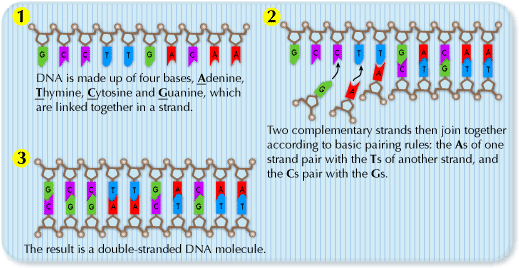 ALL ABOUT DNA: FORENSIC DNA