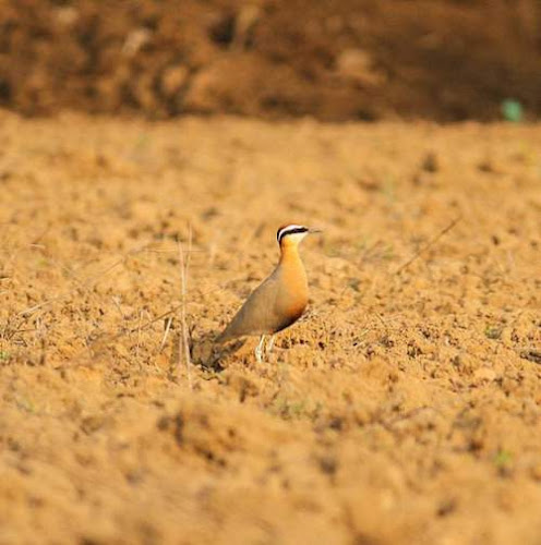 Indian courser pictures | Birds of India | Bird World