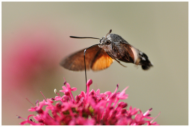 The Awesome Hummingbird Hawk Moth