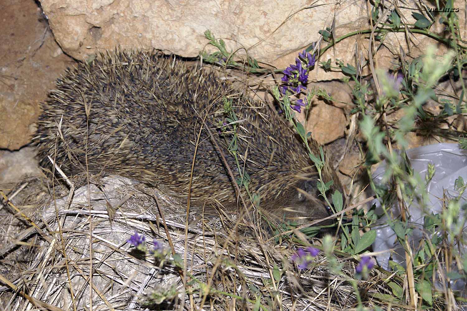 Fauna silvestre de Hormaza: Erinaceus europaeus