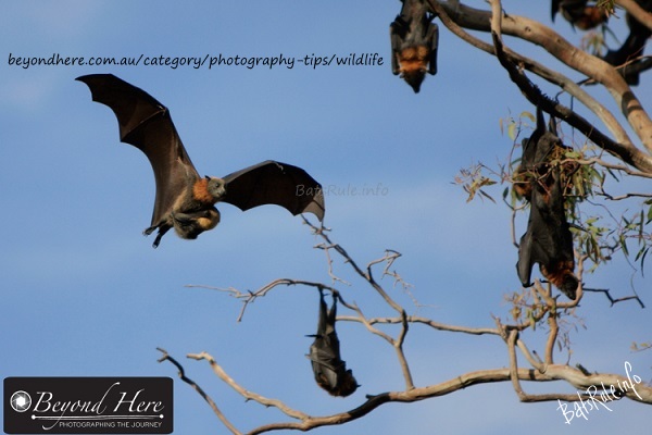 beyondhere - 5 Tips for Making Images of Fast Moving Animals