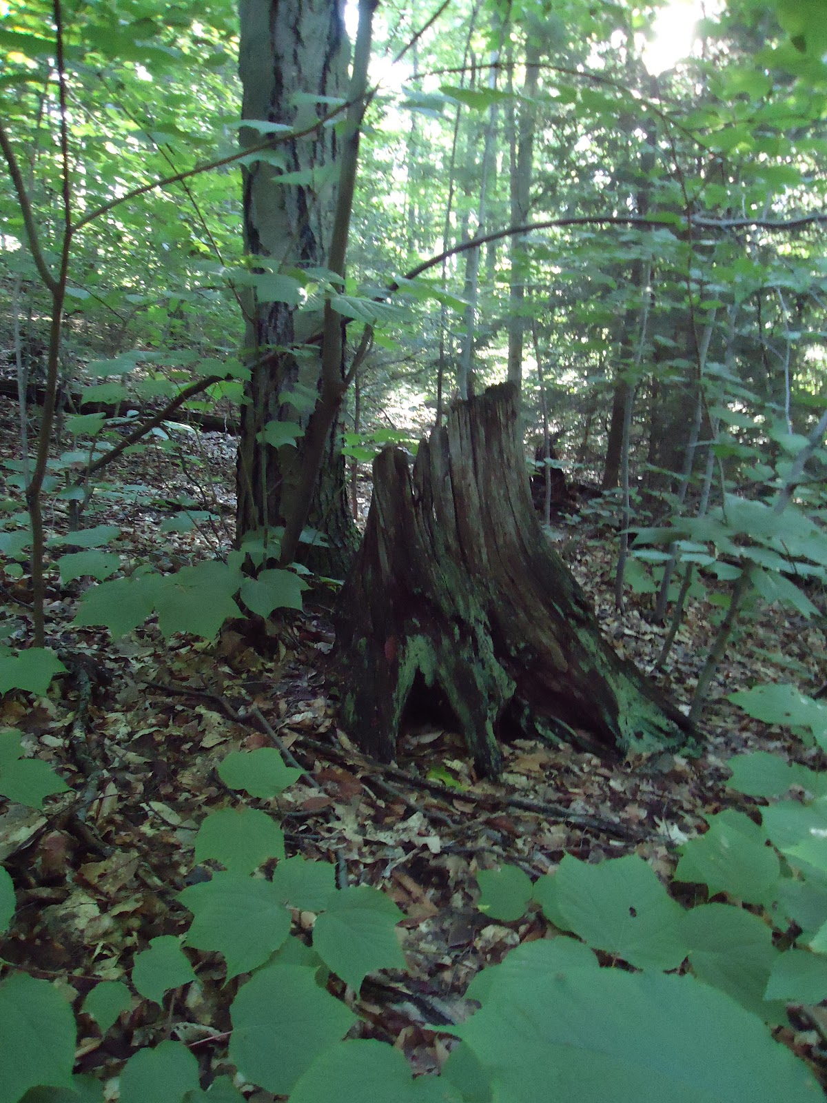 Agroforestry Solutions from Work With Nature, LLC: Active Forest ...