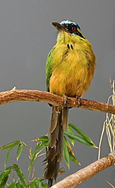 FOTO NATURA HUESCA 2: PÁJARO PÉNDULO Momatus momota Carl von Linné ...