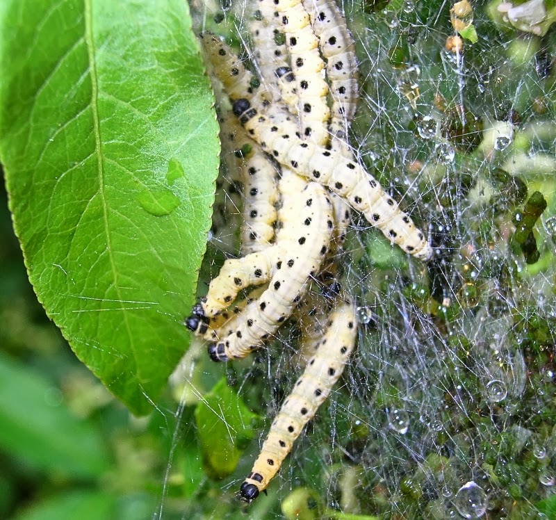 French wildlife and beekeeping: Spindle trees and a sunny December day.