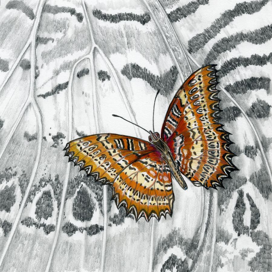 Draw the Beauty of Nature with Mindy Lighthipe: Nature Fine Art ...