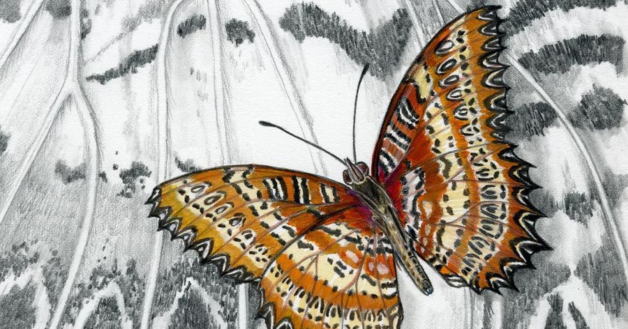 Draw the Beauty of Nature with Mindy Lighthipe: Nature Fine Art ...