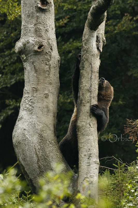 Orbica: The European Brown Bear in Germany