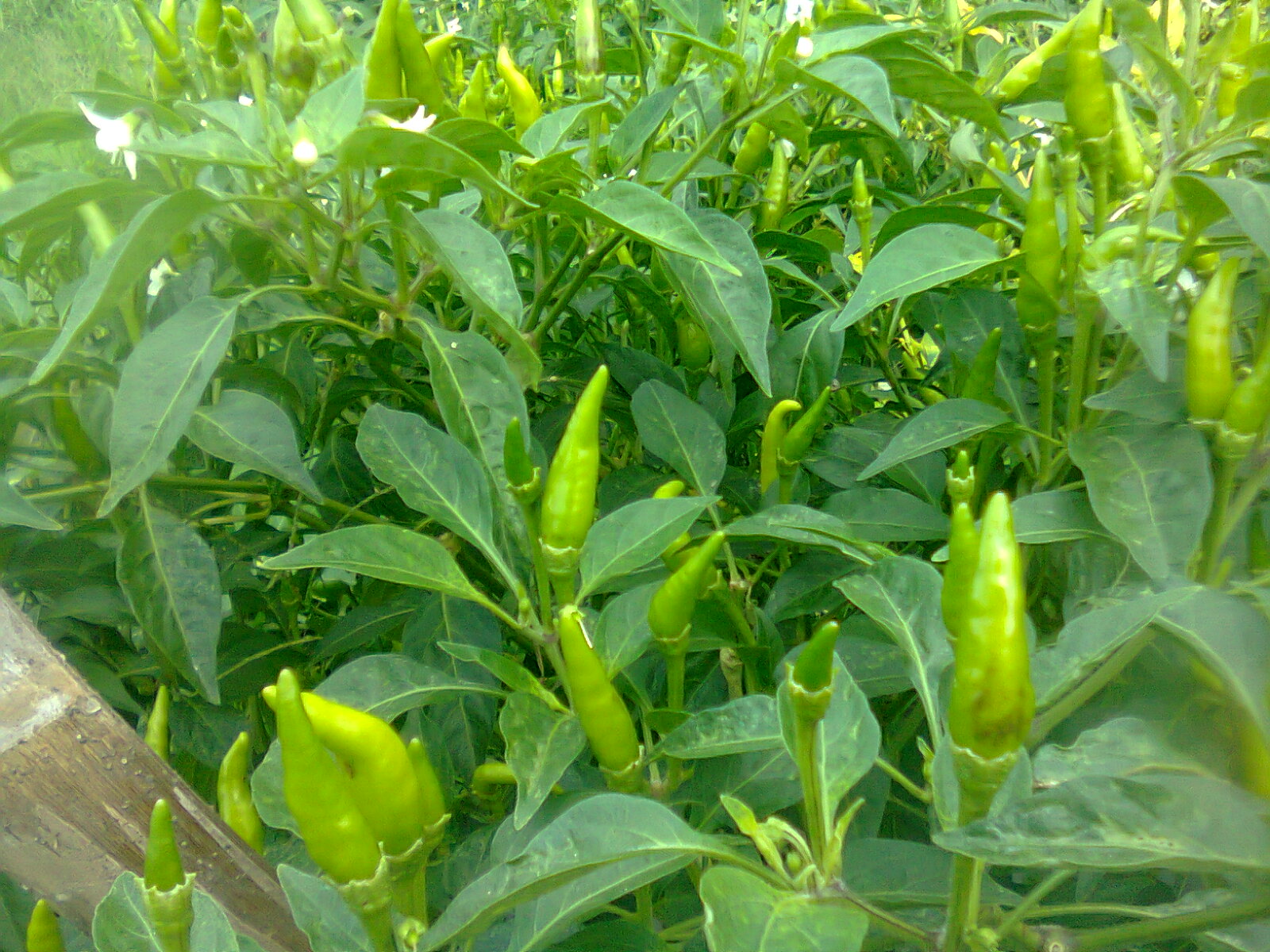 2 Jenis Hama Pemotong Batang CABE - Guru Ilmuan