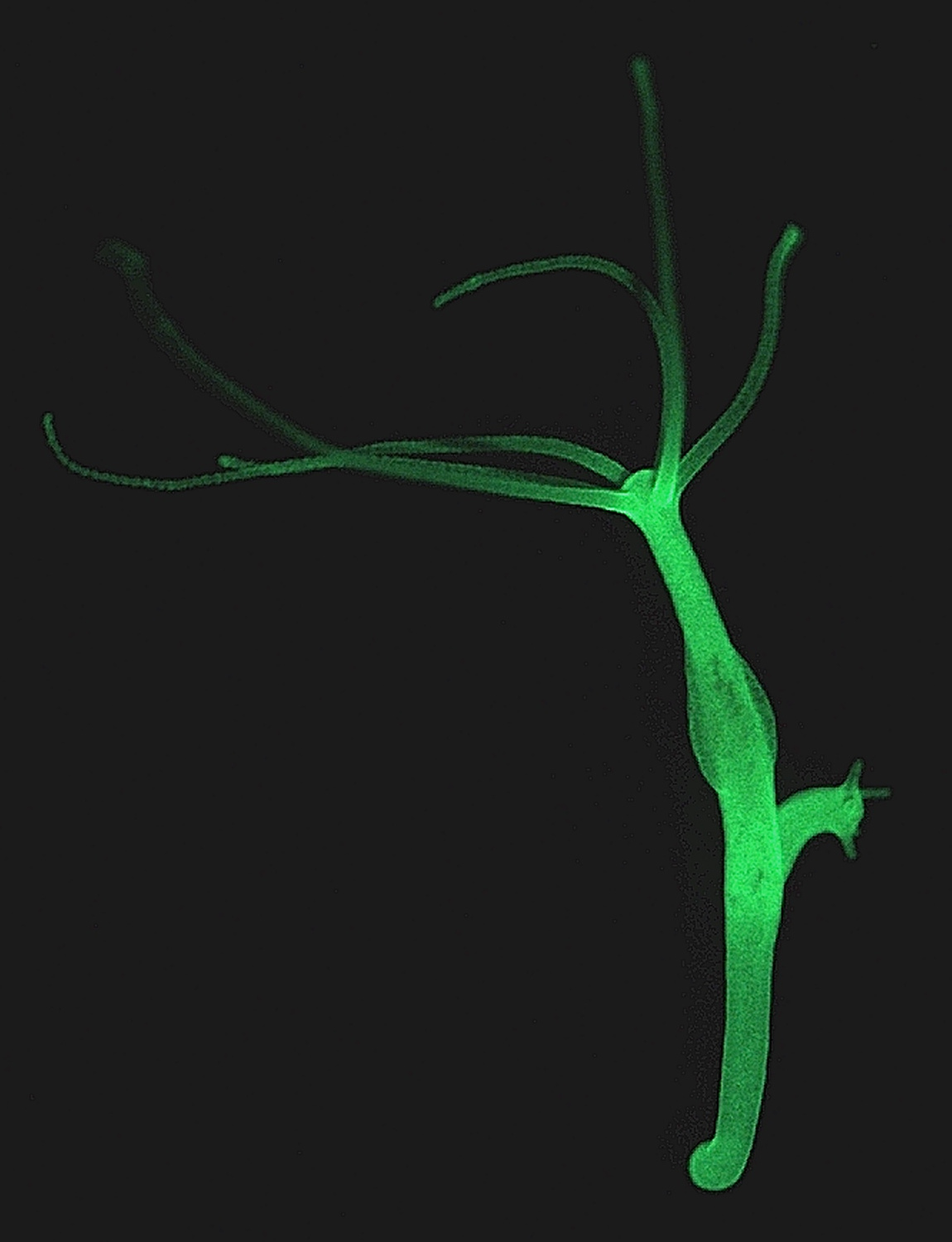 Continuous supply of rejuvenated stem cells shown as a path to radical ...