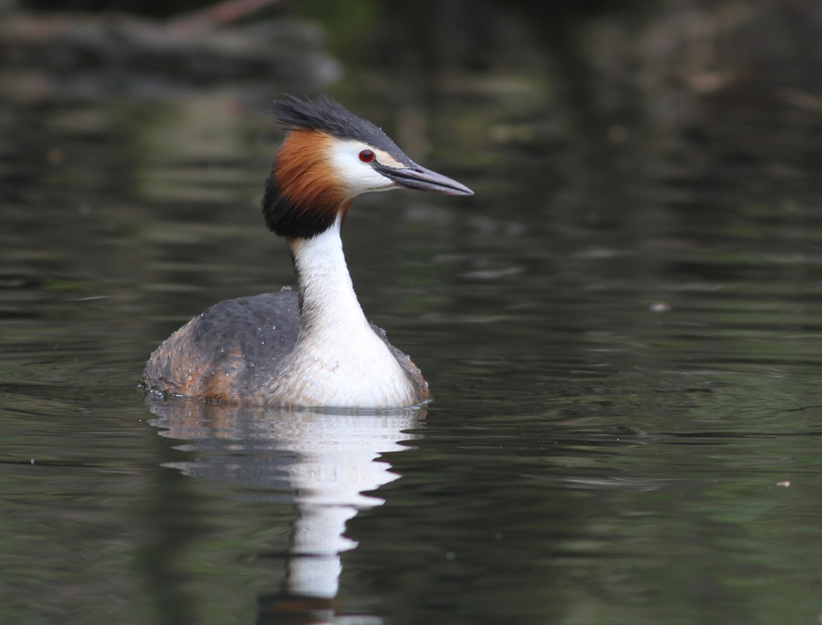 Brian's birding blog: GREAT CRESTED GREBE & BLACKCAPS