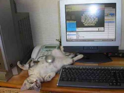 Also - Fun | Funny Pictures: Funny Cats With Computers - Funny Pictures