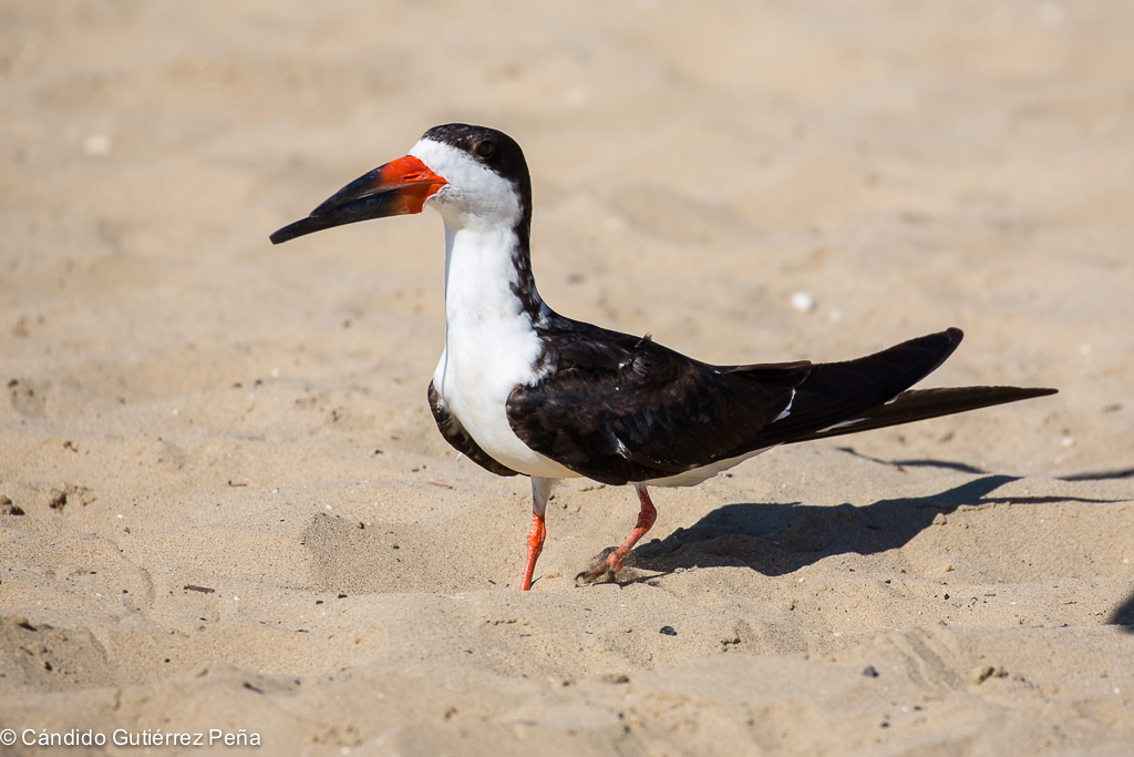 RAYADOR AMERICANO - Rynchops Niger | Observatorio de la Naturaleza