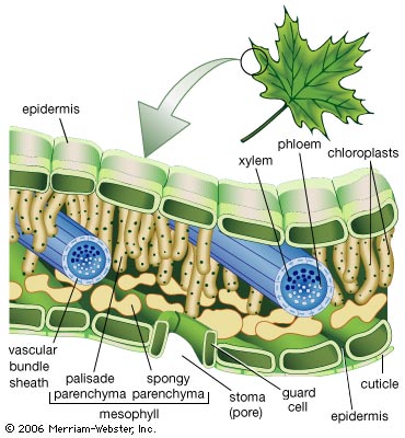 Jaringan Pada Tumbuhan | BIOLOGIPEDIA