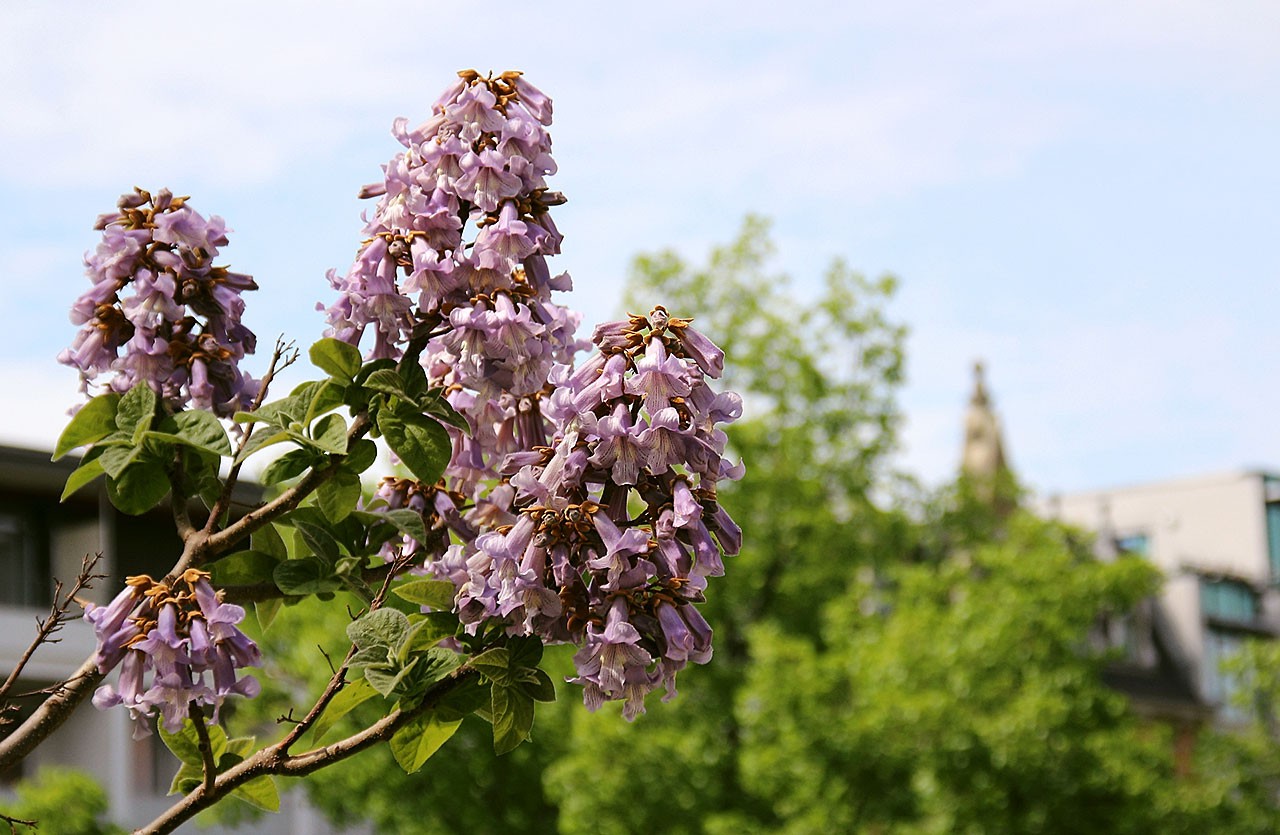 ASOCIACION ECOLOGISTA RIO MOCORETA: KIRI UN ÁRBOL PARA EL FUTURO