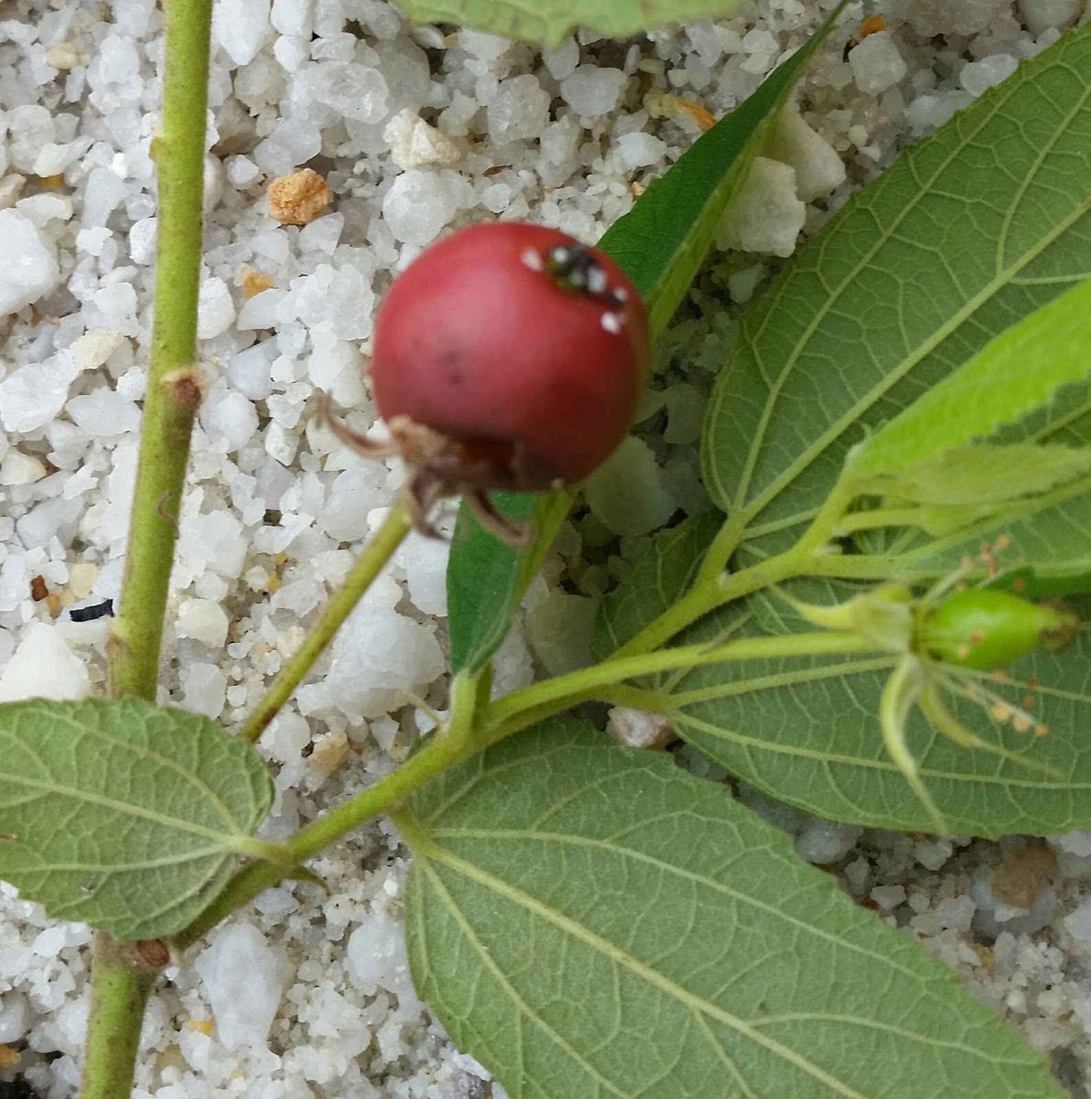 Warisan Petani: Pokok Ceri Kampung