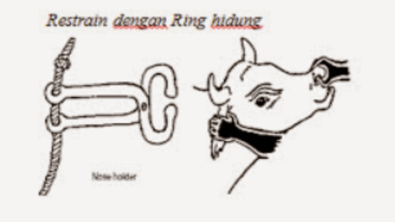 SARUEDI SIMAMORA: RESTRAIN DAN CASTING PADA SAPI