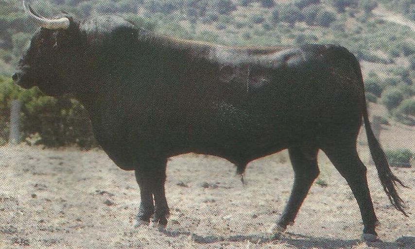Blanco y Oro: * Clasificación de los toros por su exterior y ...
