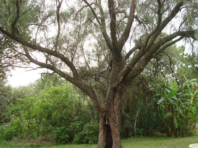 sancarlosfortin: pirul