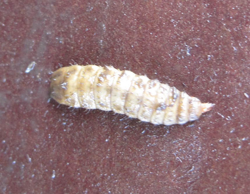 anizam agrofarm: JOM BELA BSFL (BLACK SOLDIER FLY LARVAE)