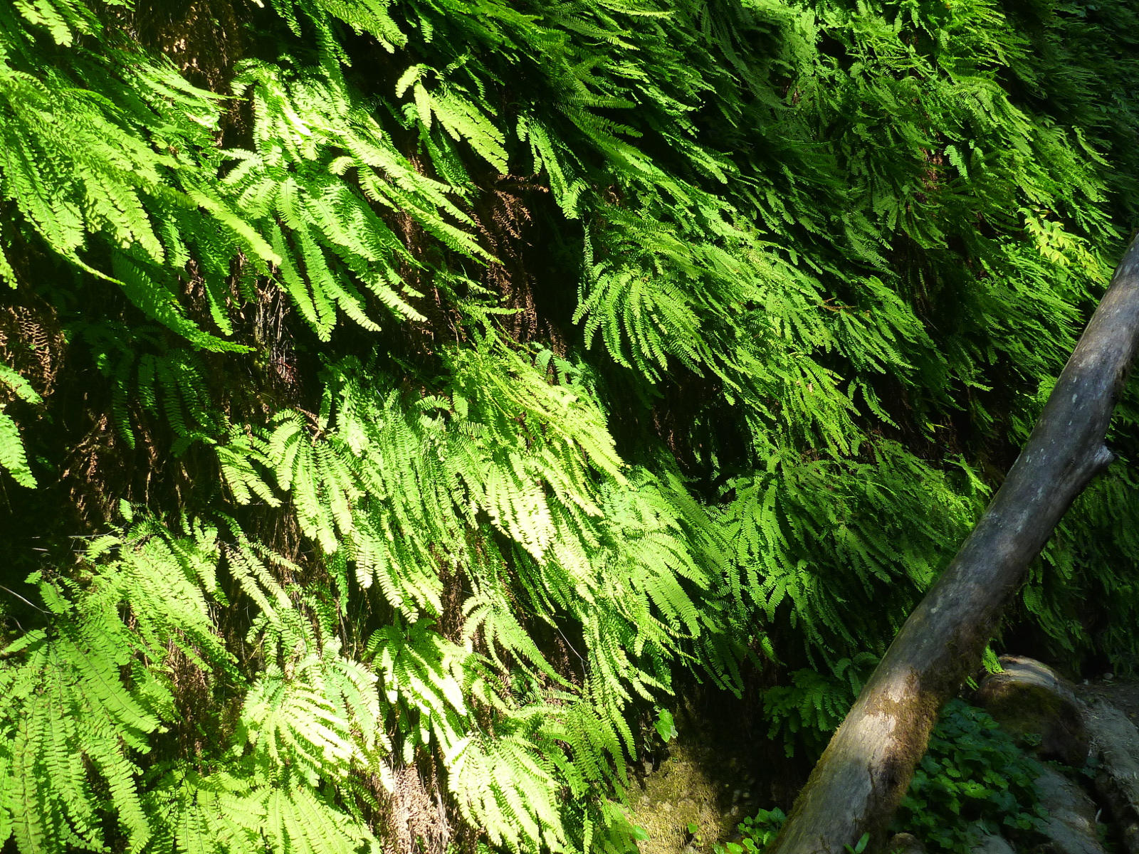 Trailing Ahead: Hiking between walls of moisture-dripping ferns and ...
