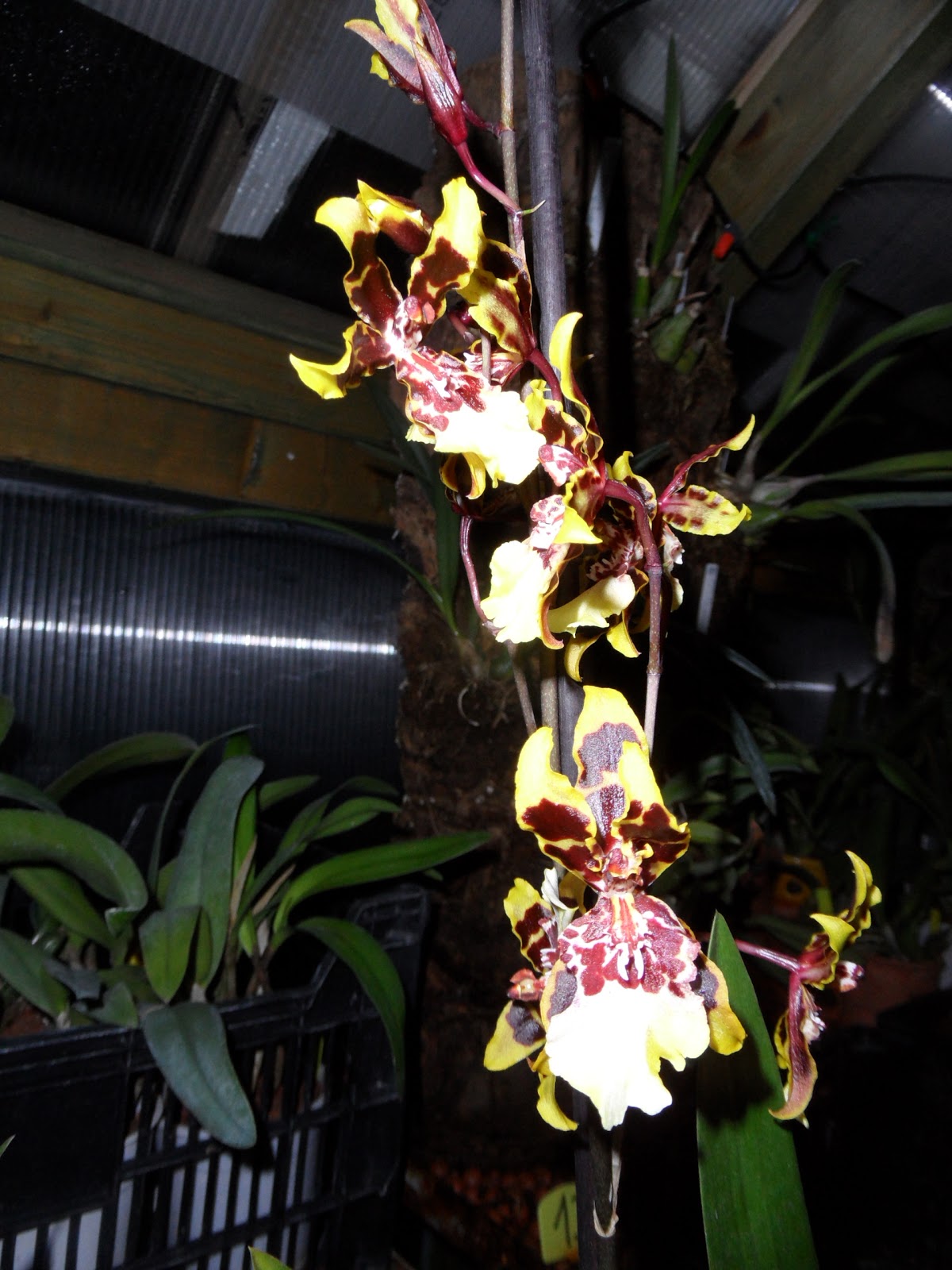 Orquídeas Blog de Angel Mar: noviembre 2012