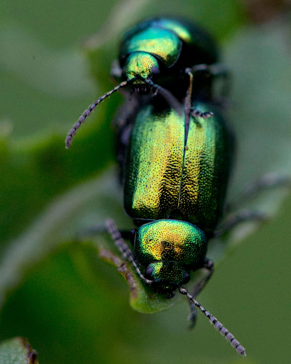 Robin Loznak Photography: Even beetles do it
