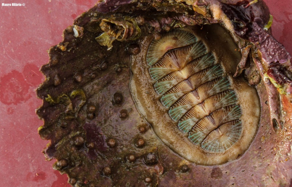 FAUNA-CERCANA: diciembre 2016