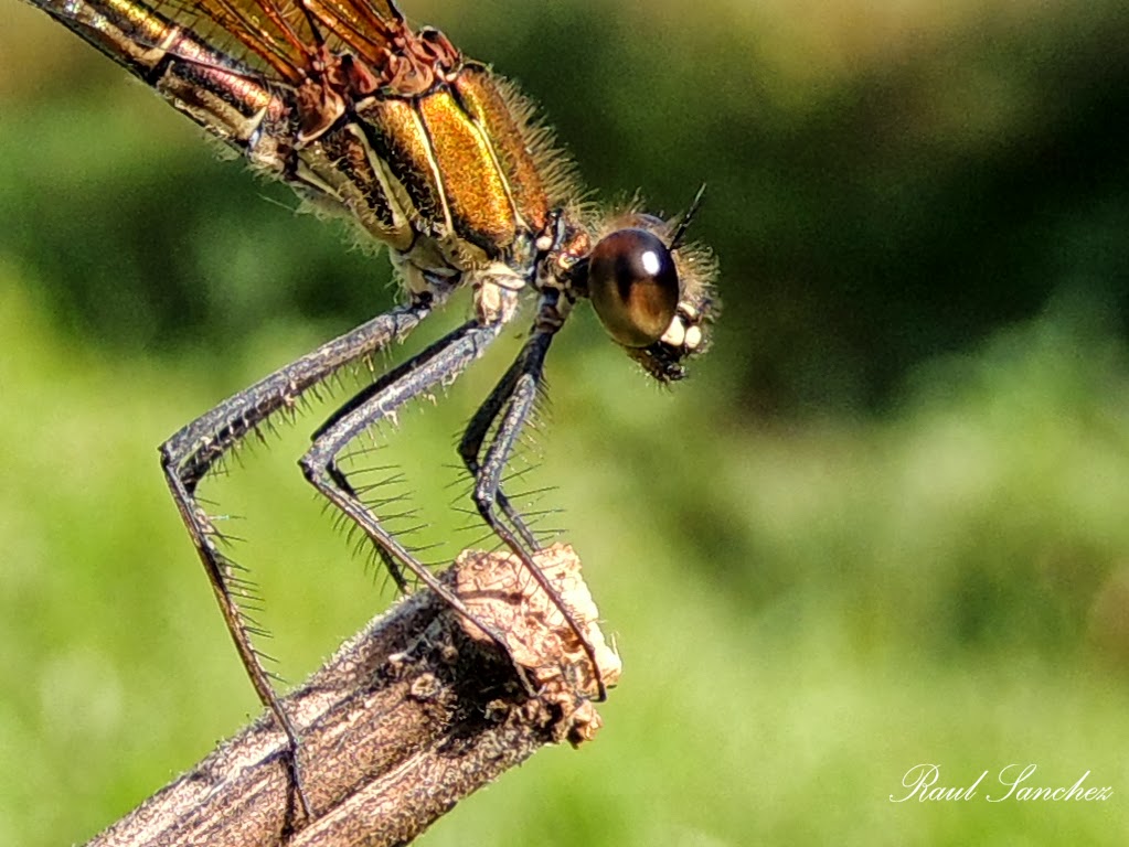 Naturaleza Viva : Zygoptera (caballitos del diablo)