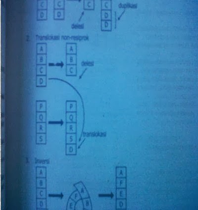 Riza Rabbany's Tale : Macam - macam Mutasi Gen