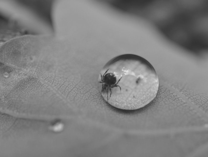 Borelioza sau boala Lyme - Mit si adevar - Jurnal si introspectii de ...